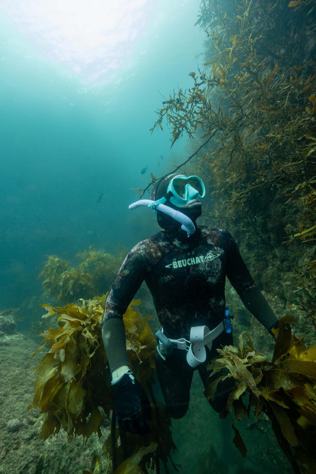 All Freediving & Spearfishing Experiences | Salt Aotearoa